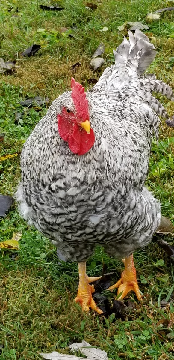 13 Roosters | Ashley Raymer-Brown