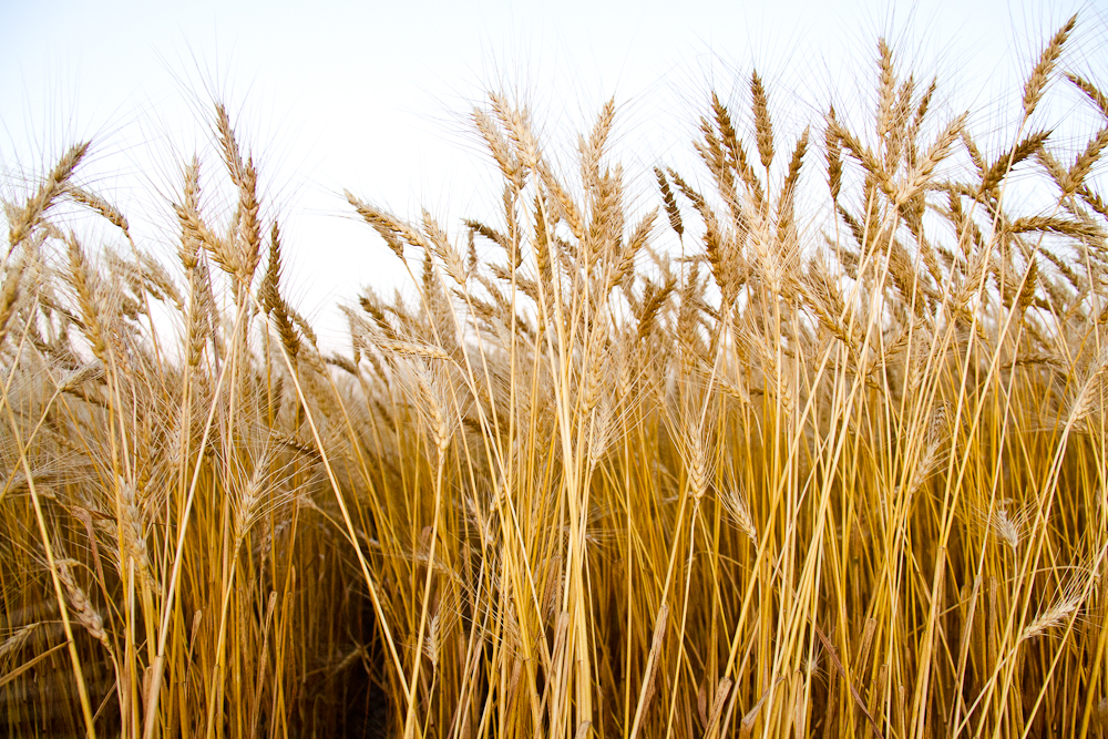 Continue Threshing Wheat | Ashley Raymer-Brown